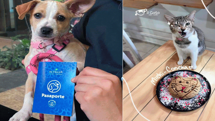 LUGARES PET FRIENDLY EN LEÓN - Kuali